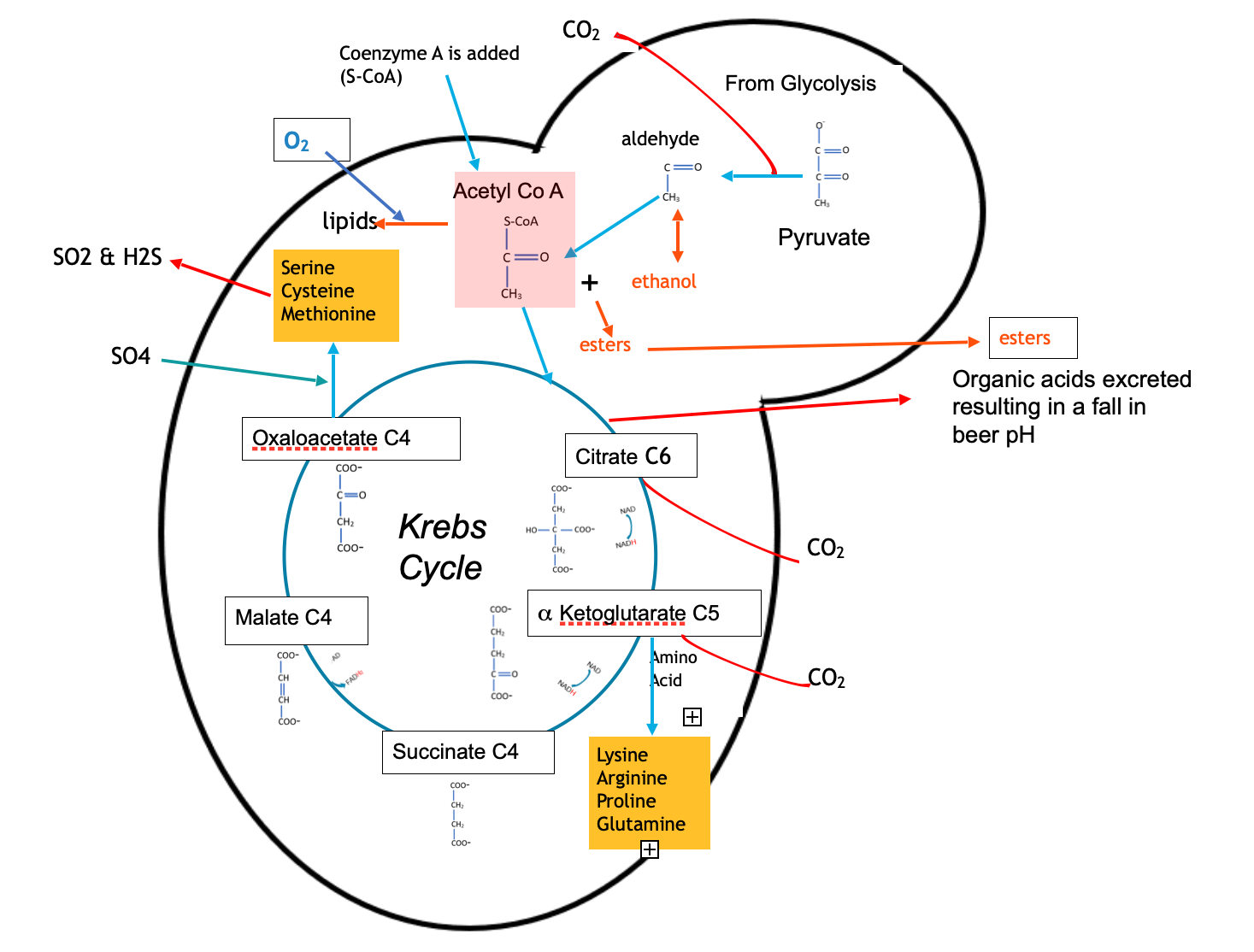 Science | Yeast Flavour Development – The Brewers Journal