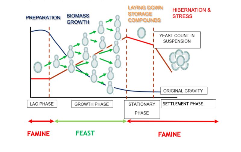 Science | Yeast growth – The Brewers Journal
