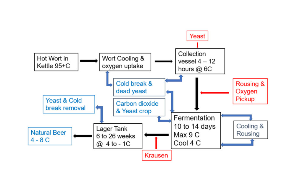 Science | Yeast growth – The Brewers Journal