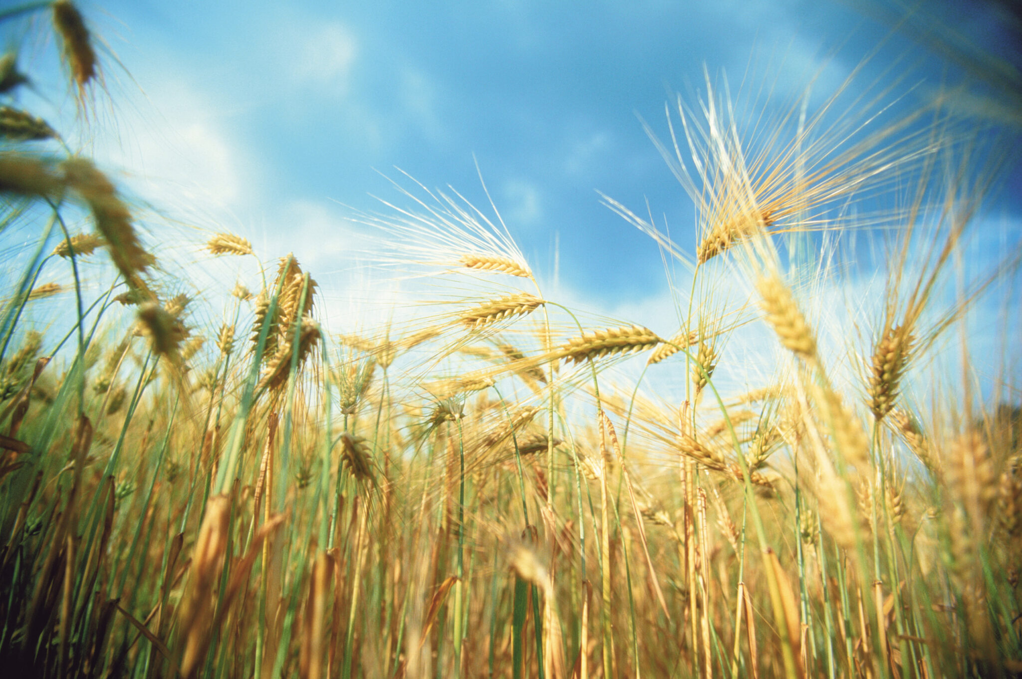Anglia Maltings acquired by Richardson International – The Brewers Journal